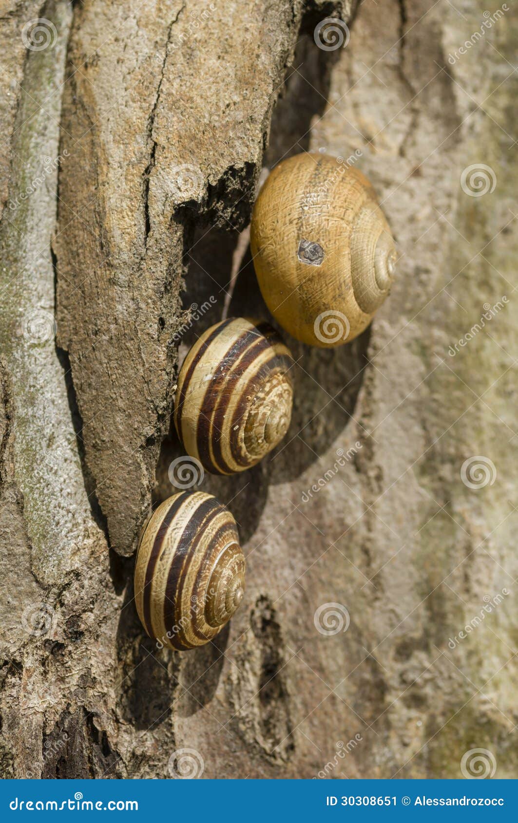 Striped Brown Ground Snails Stock Image - Image of snail, wood: 30308651