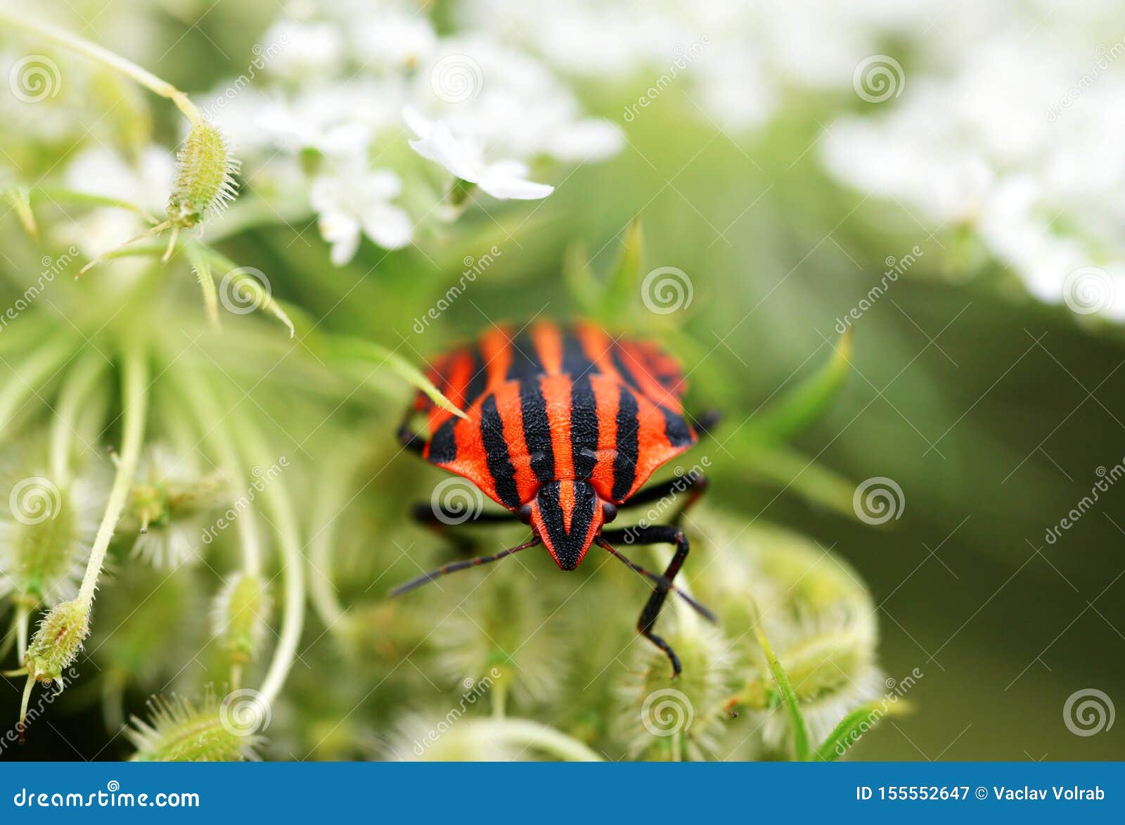 Striped Bug Graphosoma Lineatum Stock Image - Image of wild, natural ...