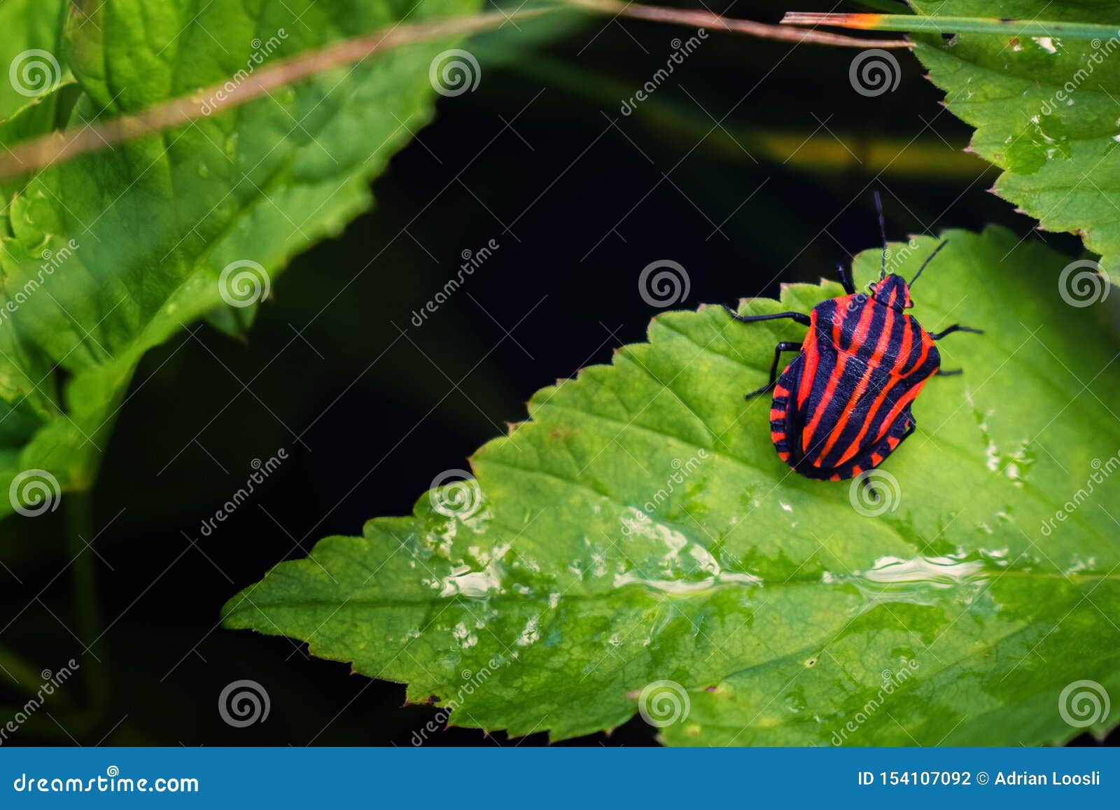 Striped bug on green leaf stock photo. Image of macro - 154107092