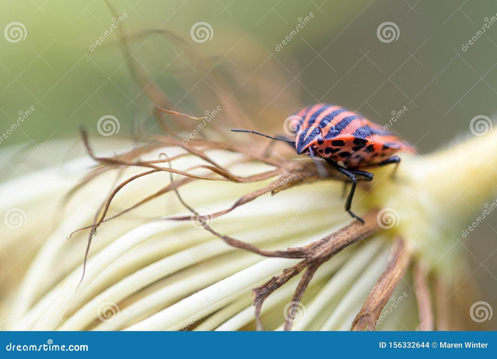 Striped Bug or Minstrel Bug Graphosoma Lineatum on the Flower of a ...