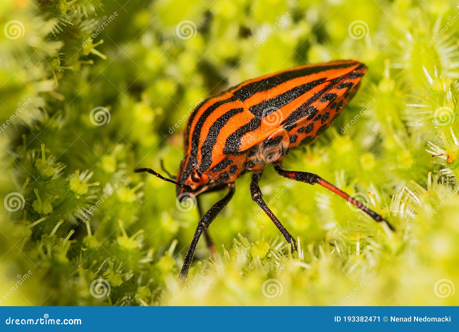 Striped Bug or Minstrel Bug, Graphosoma Lineatum. a Species of Shield ...