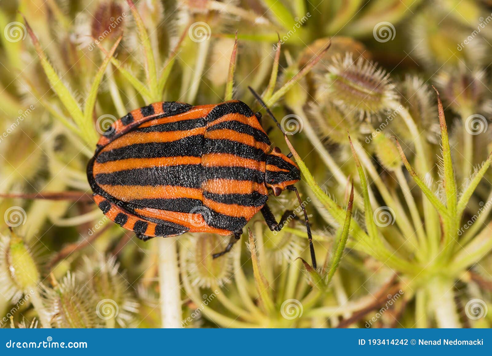 Striped Bug or Minstrel Bug, Graphosoma Lineatum. a Species of Shield ...