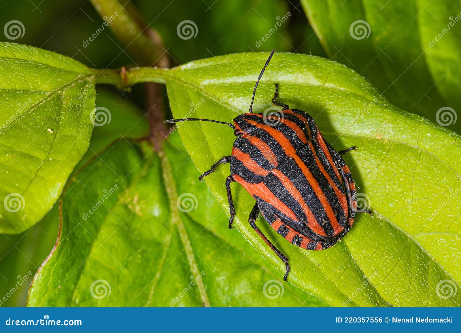 Striped Bug or Minstrel Bug, Graphosoma Lineatum. Stinky Bug on the ...