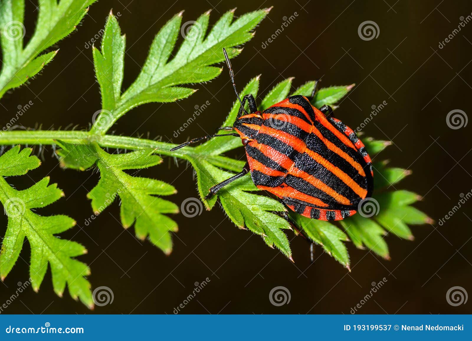 Striped Bug or Minstrel Bug, Graphosoma Lineatum. Stinky Bug on the ...