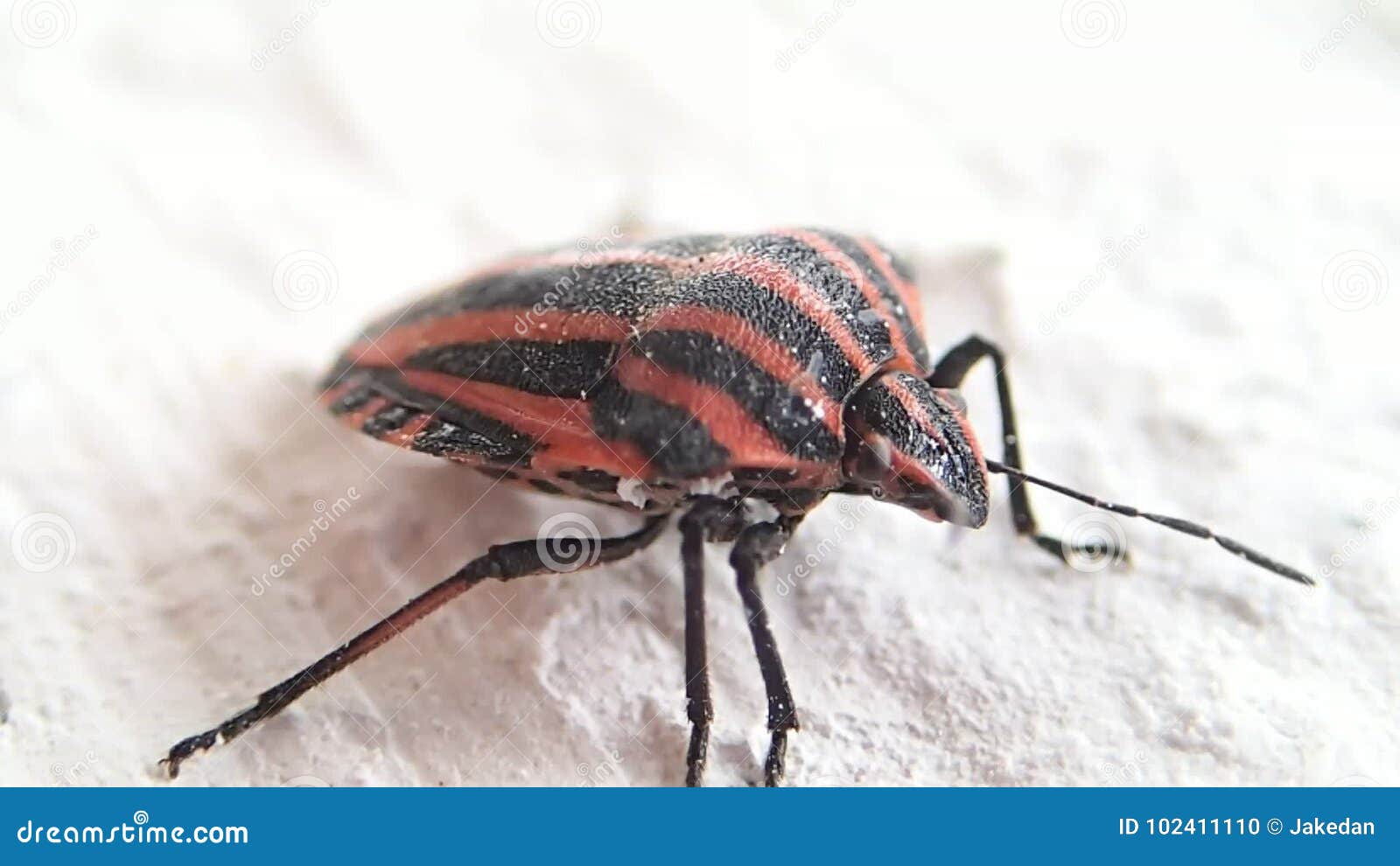 Striped Bug Moving Its Legs and Antennas Stock Footage - Video of ...