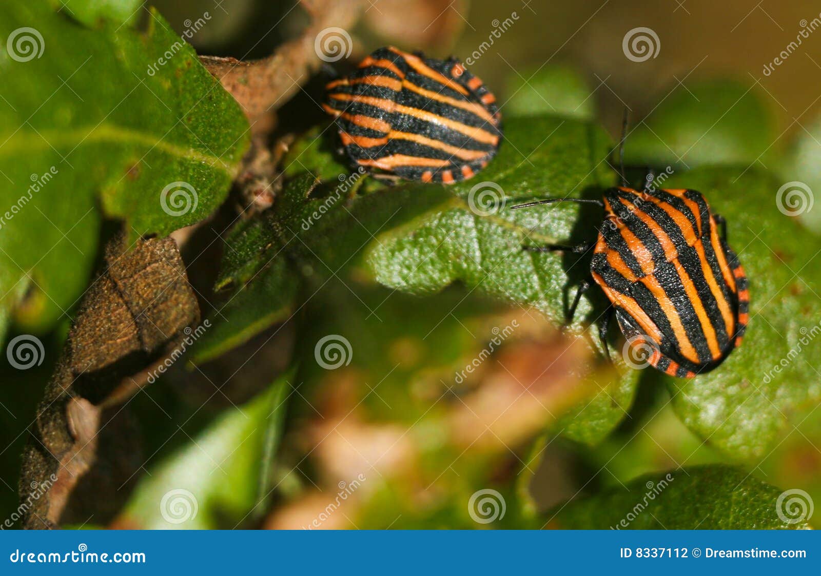 Striped bugs stock photo. Image of grass, natural, beauty - 8337112