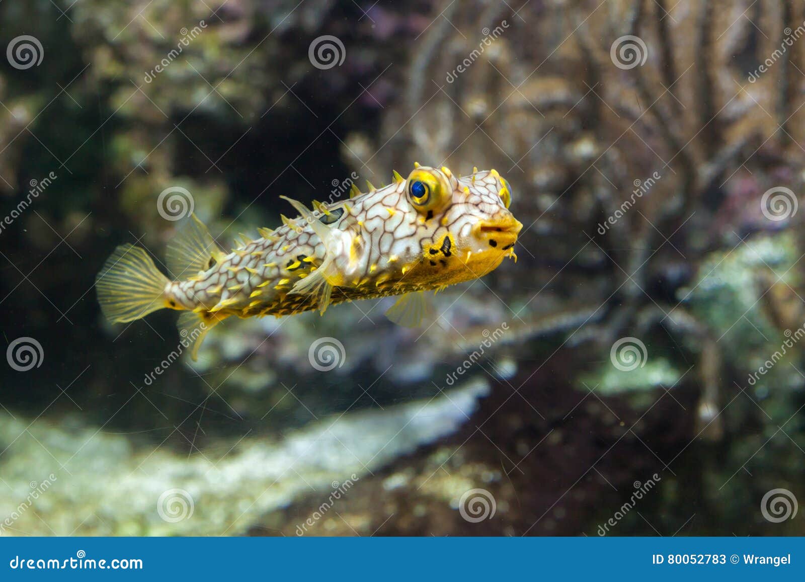 Striped Burrfish (Chilomycterus Schoepfi) Stock Image - Image of ocean ...