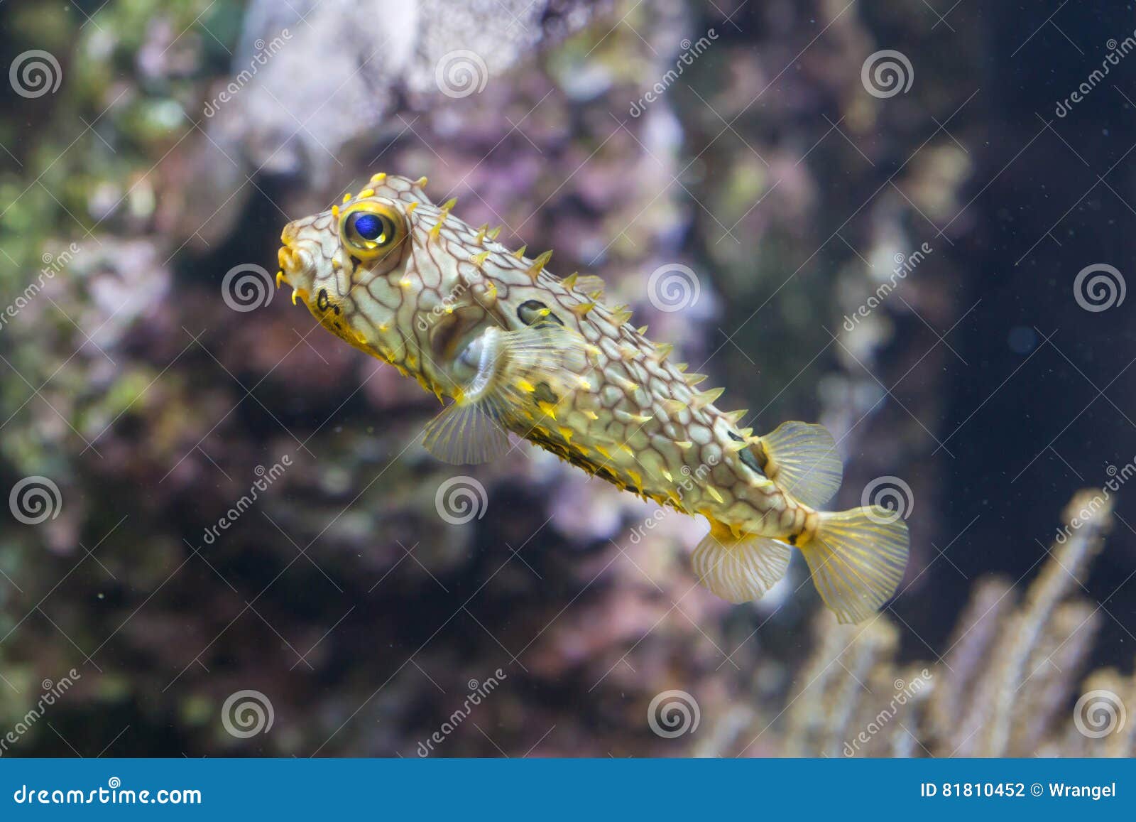 Striped Burrfish Chilomycterus Schoepfi Stock Photo - Image of water ...