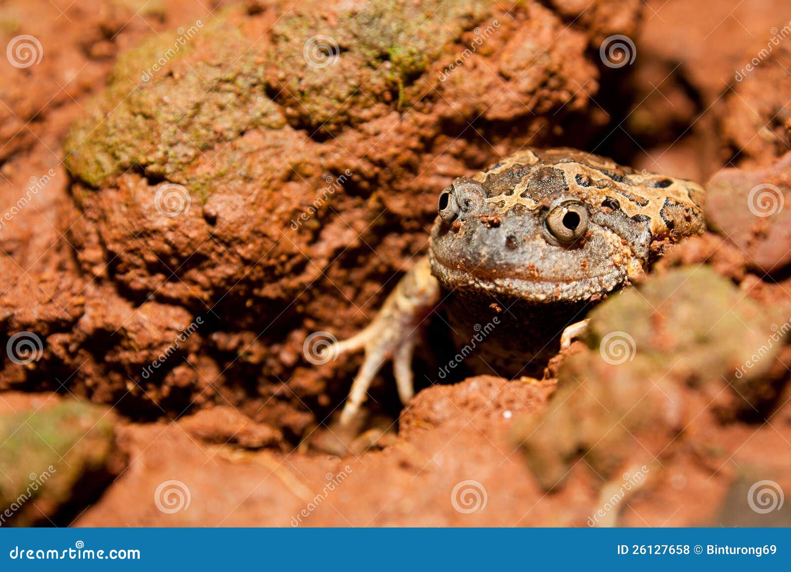 Striped Burrowing frog stock photo. Image of polypedates - 26127658