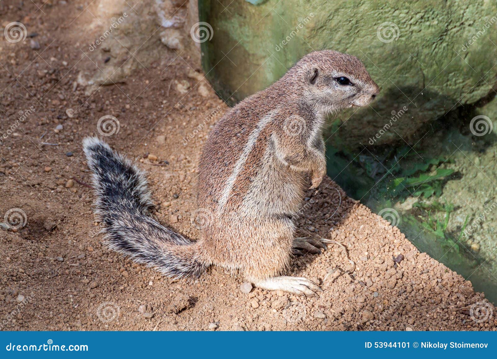 Striped bush squirrel stock image. Image of squirrel - 53944101