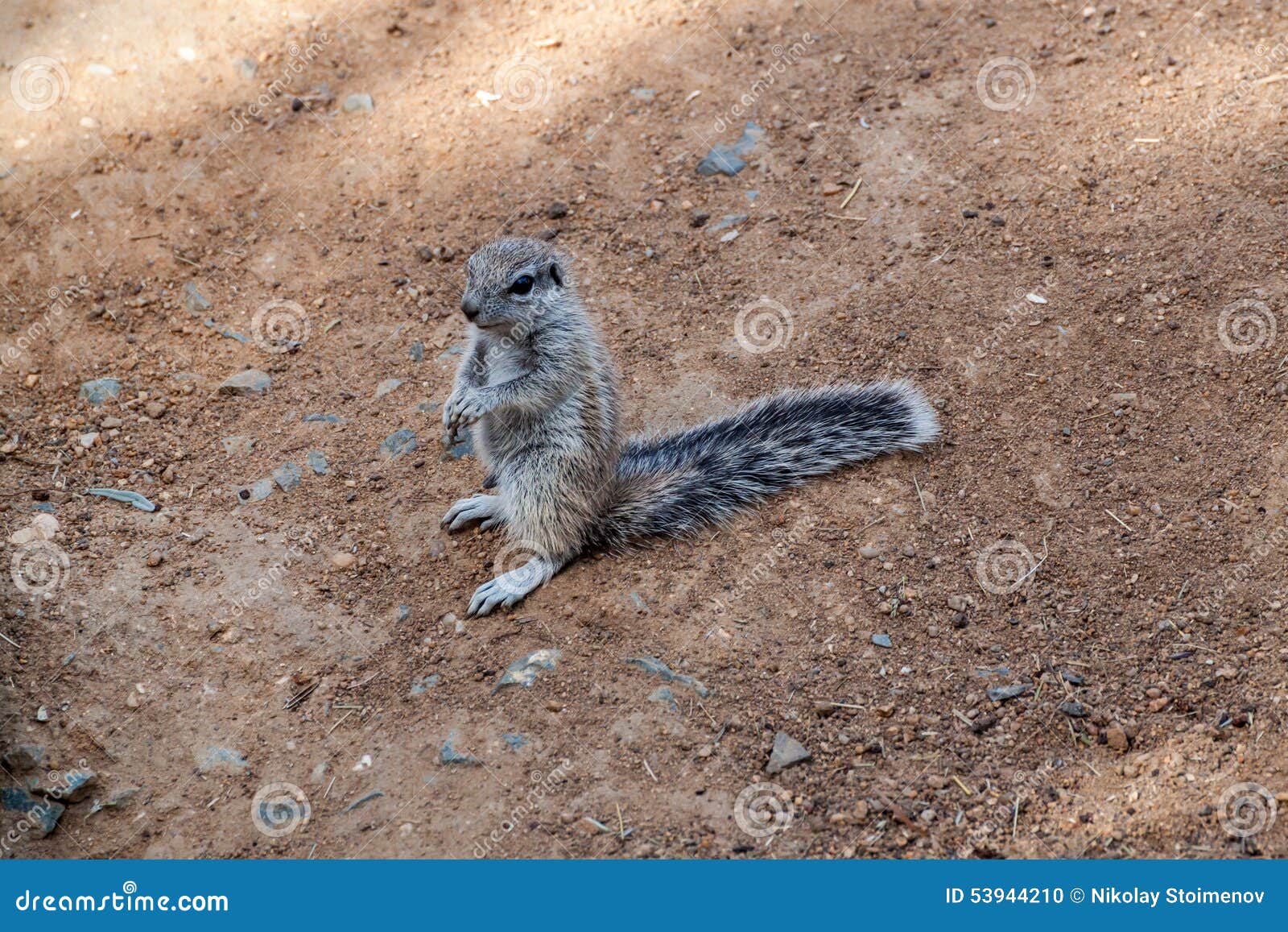 Striped bush squirrel stock photo. Image of striped, flavovittis - 53944210
