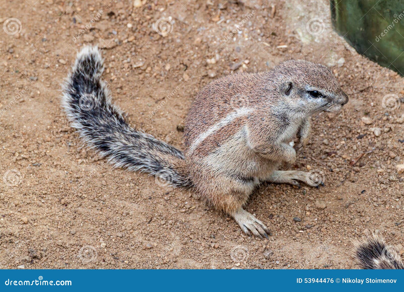 Striped bush squirrel stock photo. Image of striped, mammal - 53944476