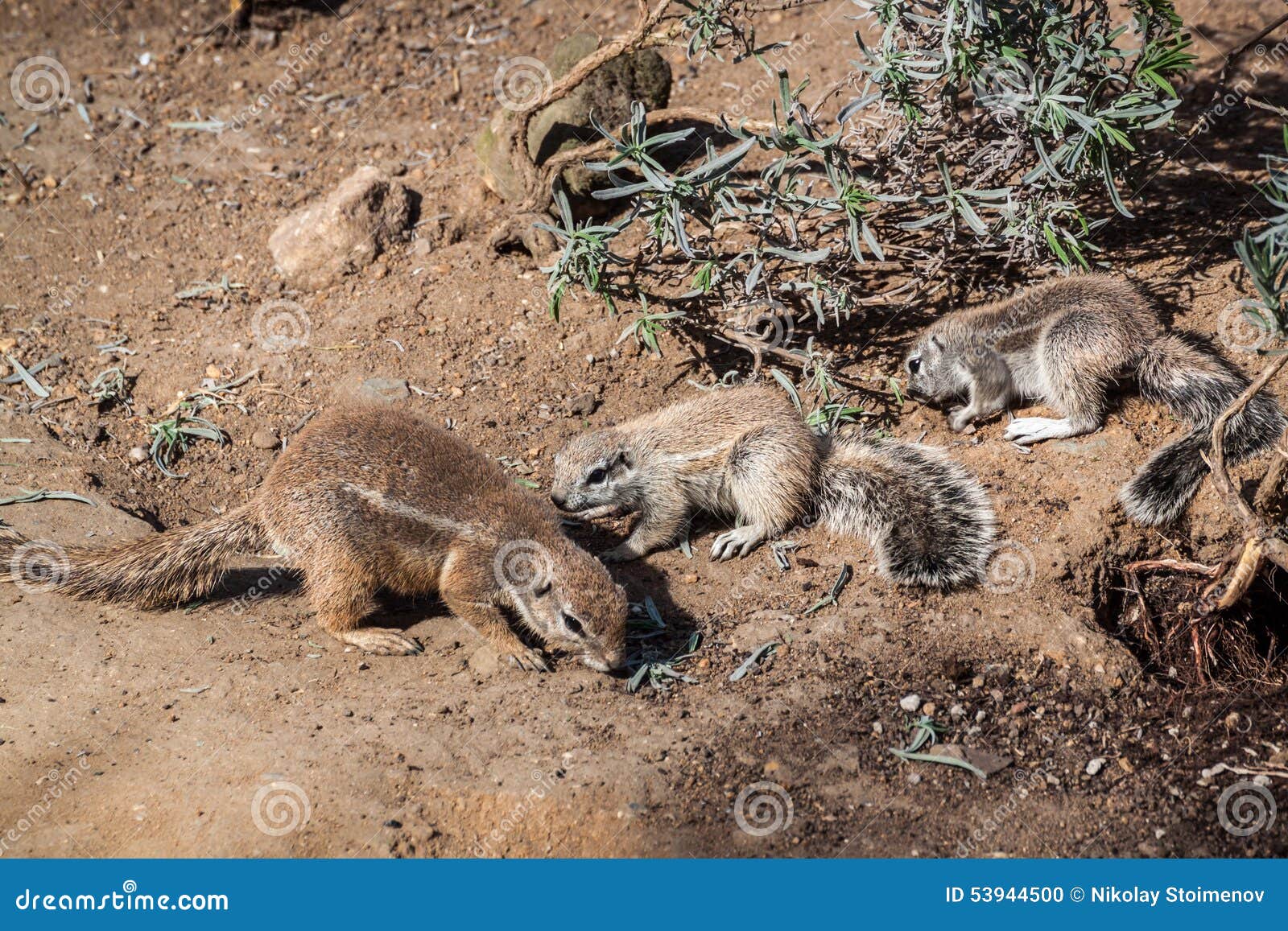Striped bush squirrel stock photo. Image of mammal, young - 53944500