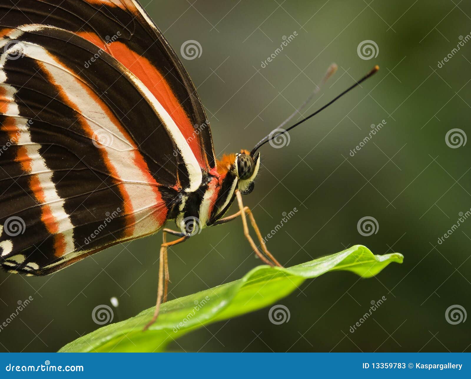 Striped butterfly stock image. Image of brown, spring - 13359783