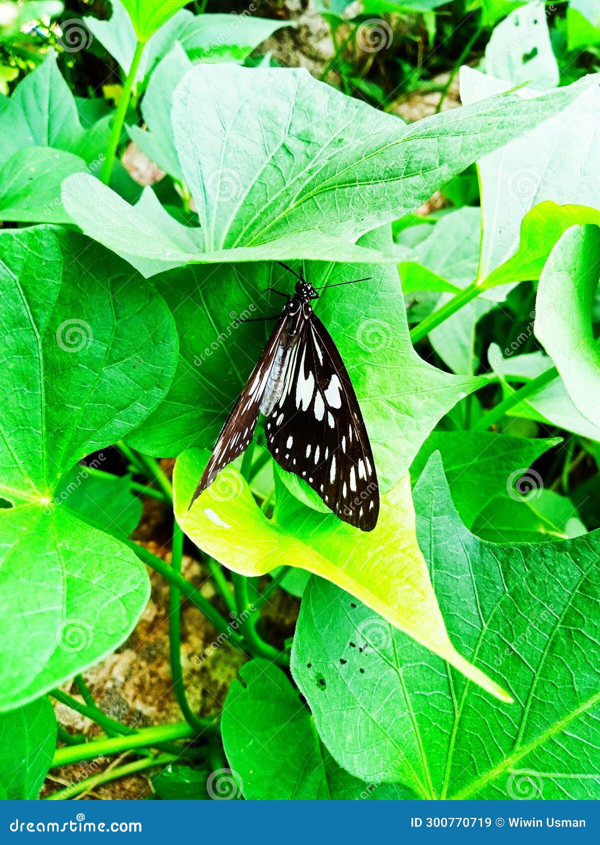 Striped butterfly stock image. Image of green, wing - 300770719