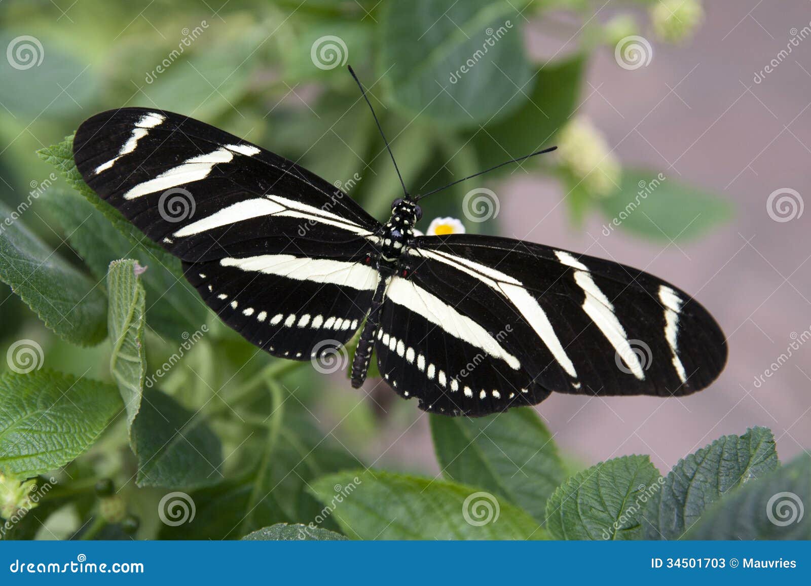 Striped butterfly stock image. Image of lichaamsverzorging - 34501703