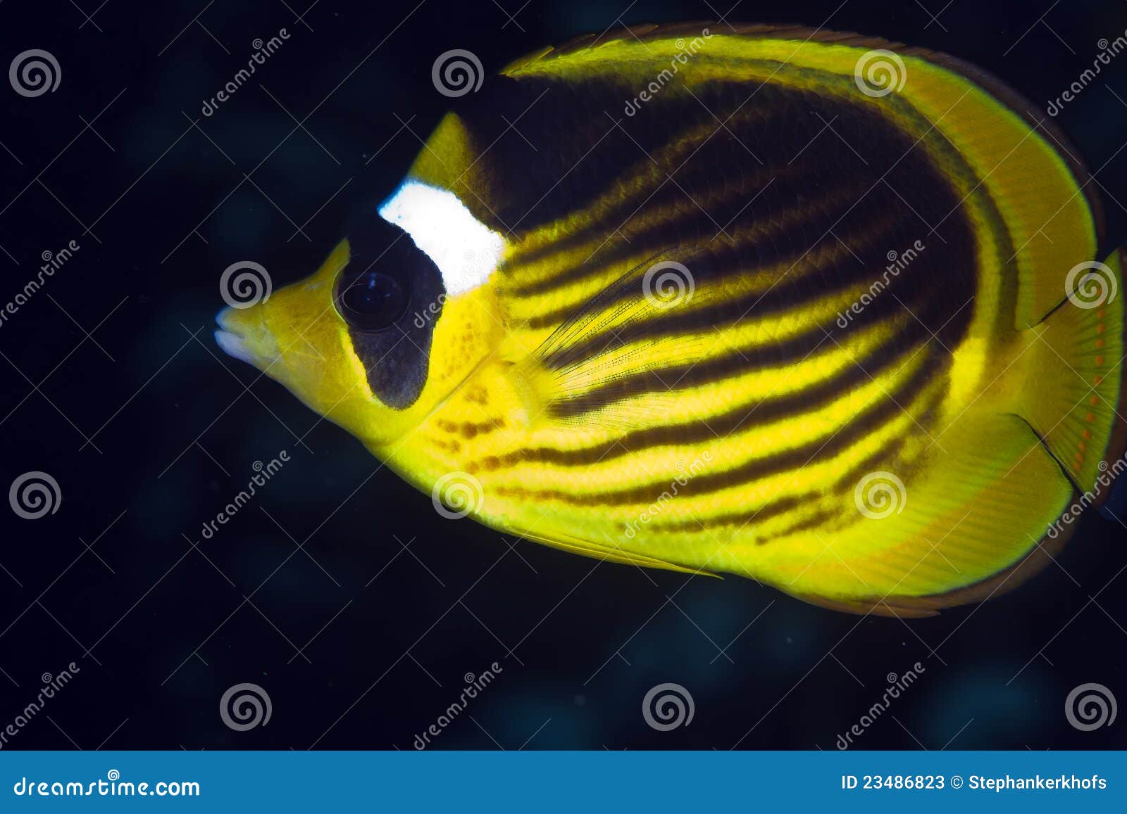 Striped Butterflyfish in De Red Sea. Stock Image - Image of saltwater ...