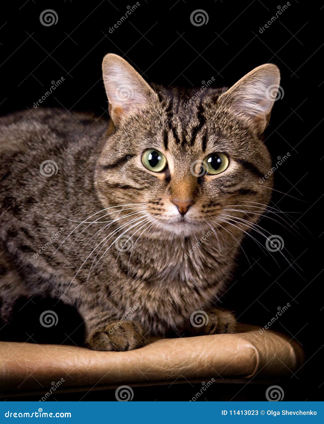 Striped cat stock image. Image of bright, looking, resting - 11413023