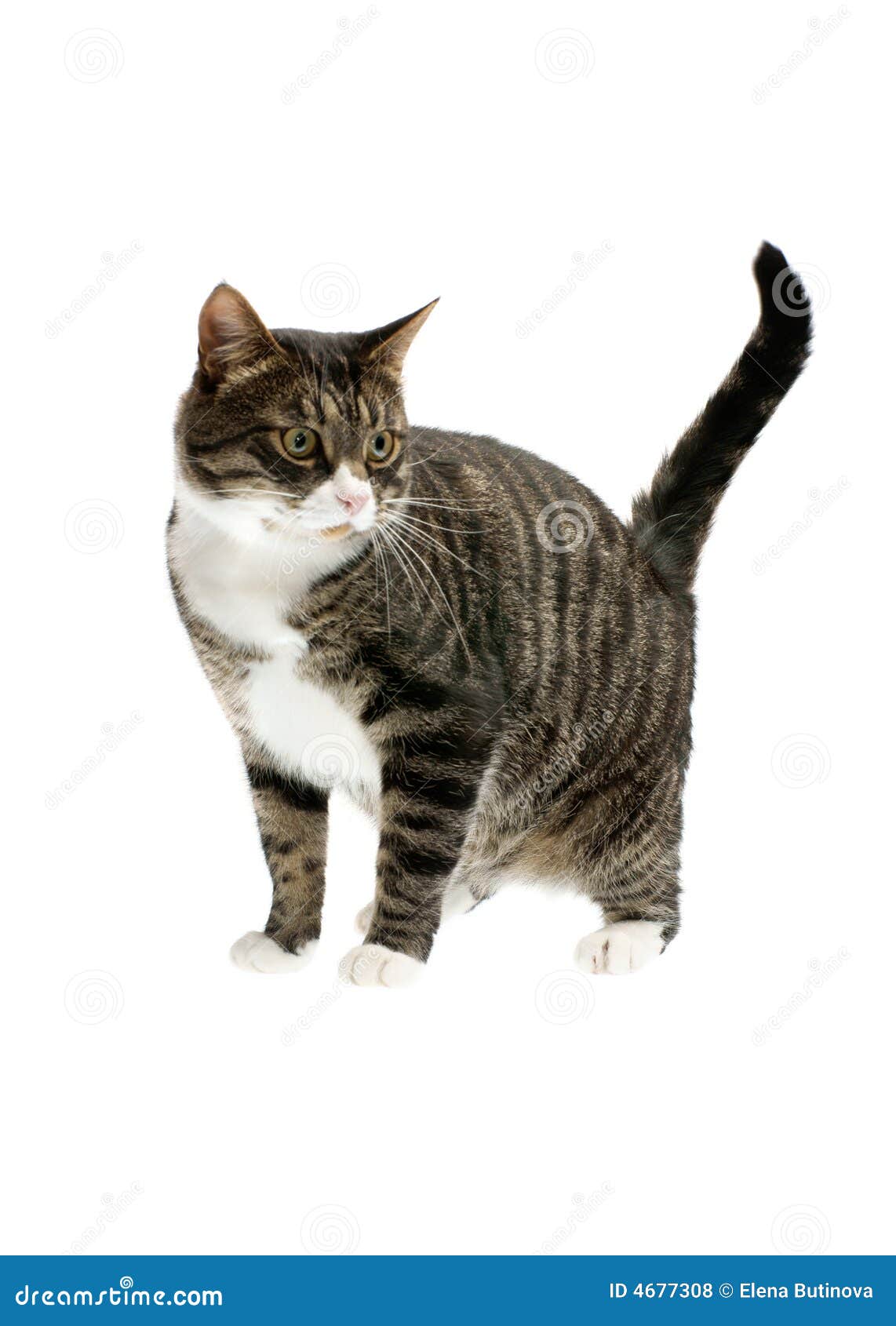Striped Cat Stock Photography | CartoonDealer.com #4677308
