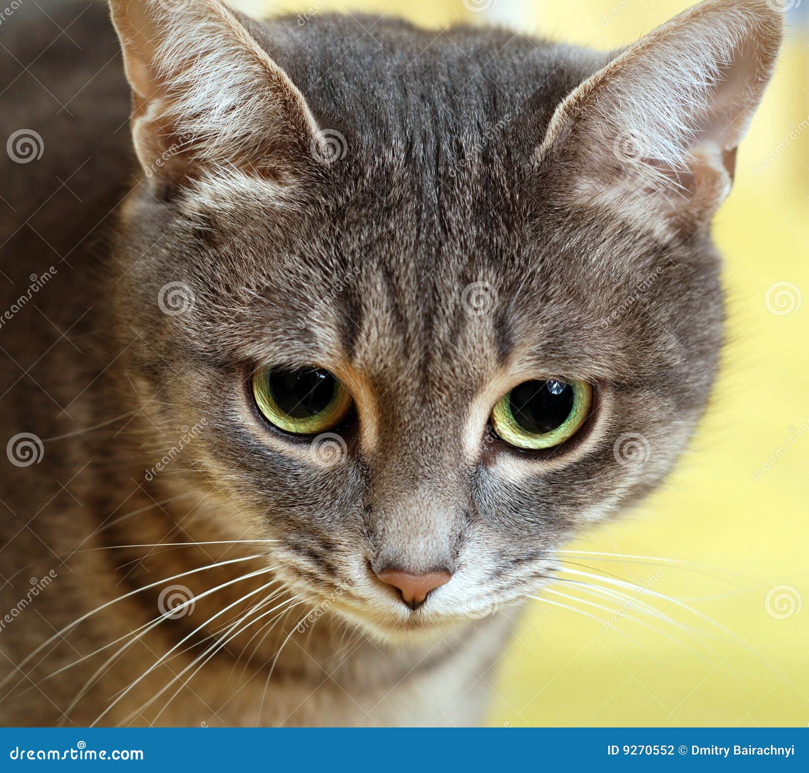 Striped cat stock photo. Image of face, domestic, tabby - 9270552