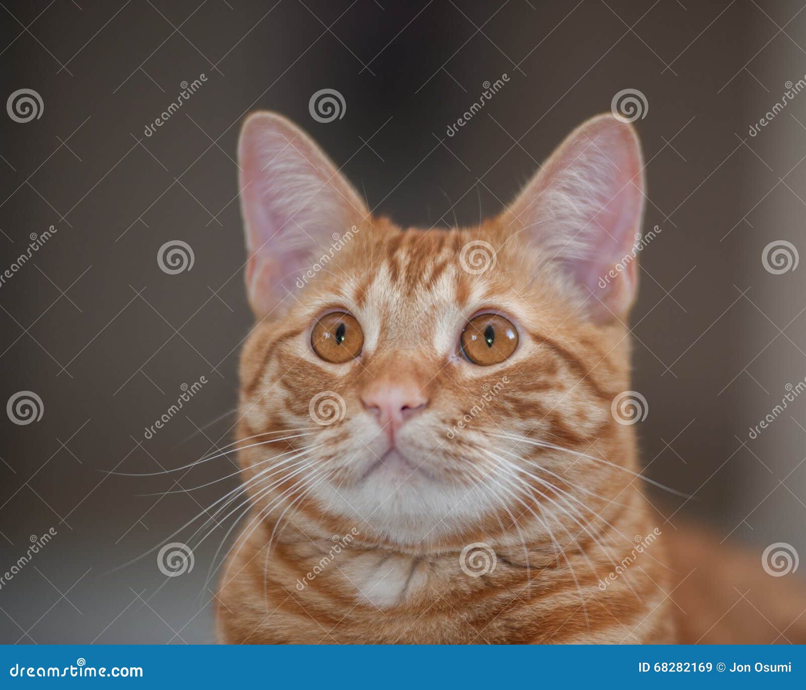 Striped Cat Face Eyes Facing Above Stock Image - Image of cute, furry ...