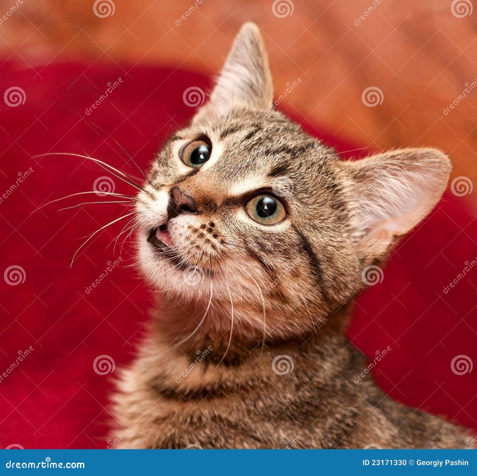Striped Cat is Interested Something Stock Photo - Image of humorous ...