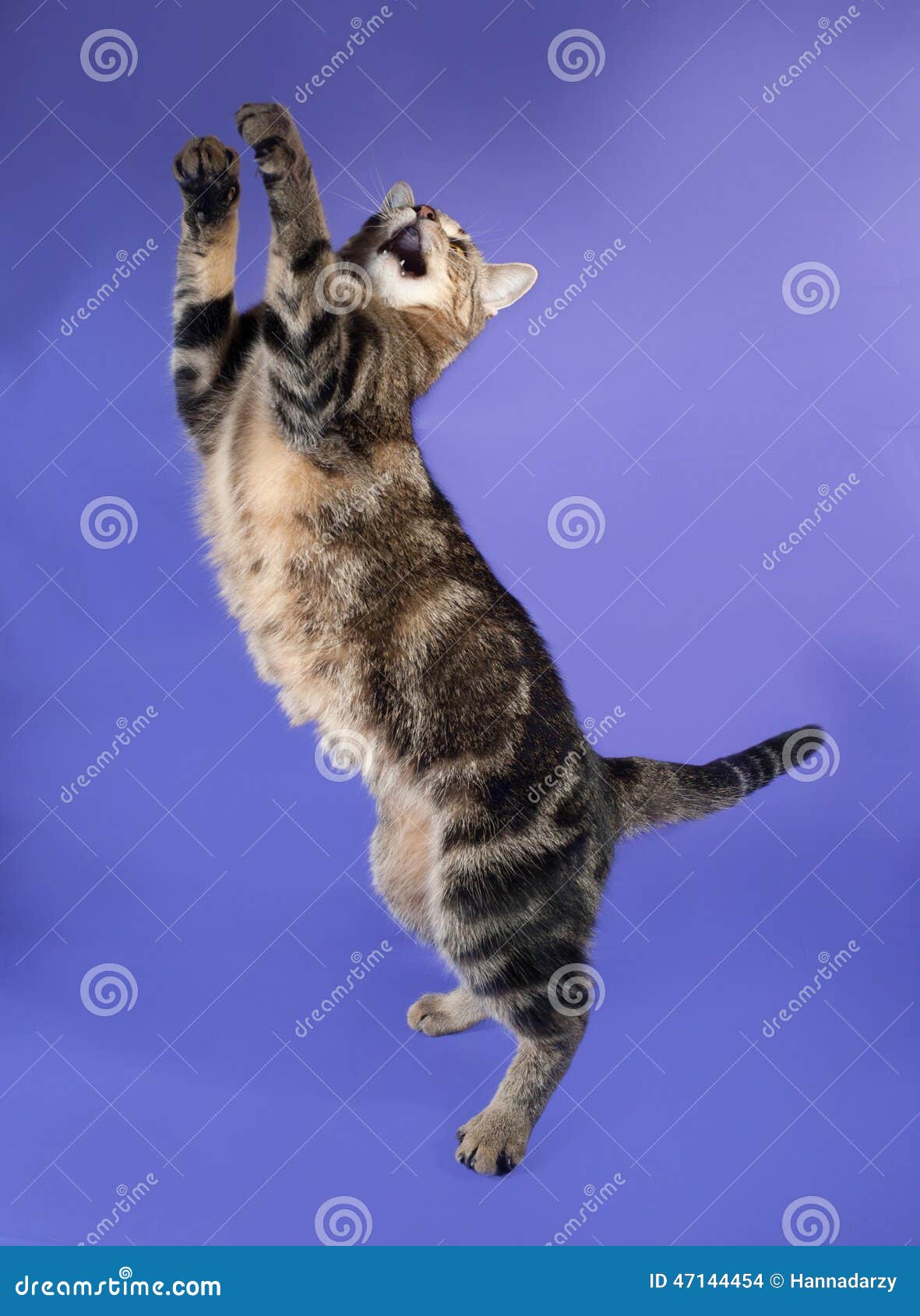 Scared Cats Jumping