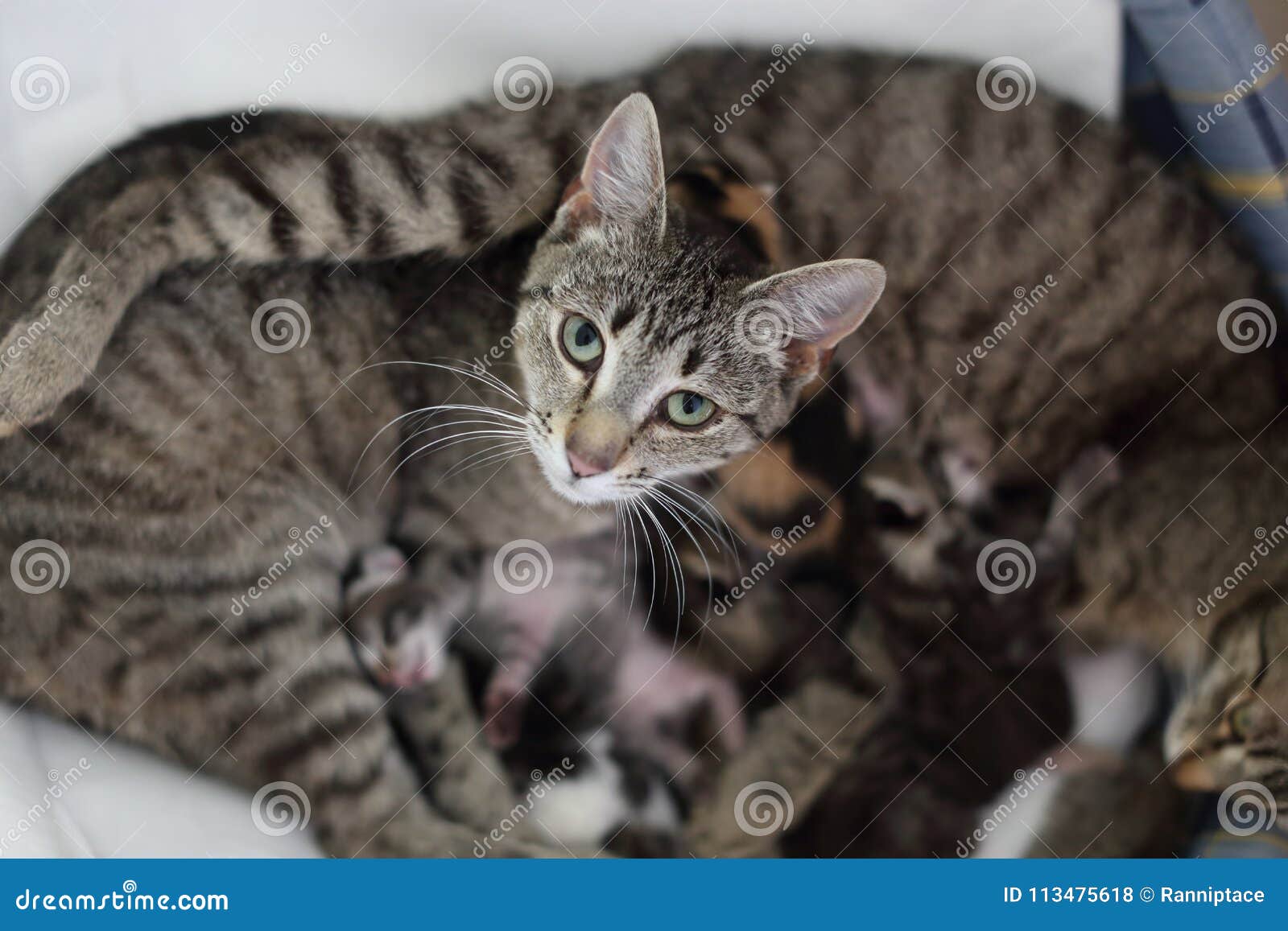 Striped Cat with the Kittens Stock Photo - Image of ears, adorable ...