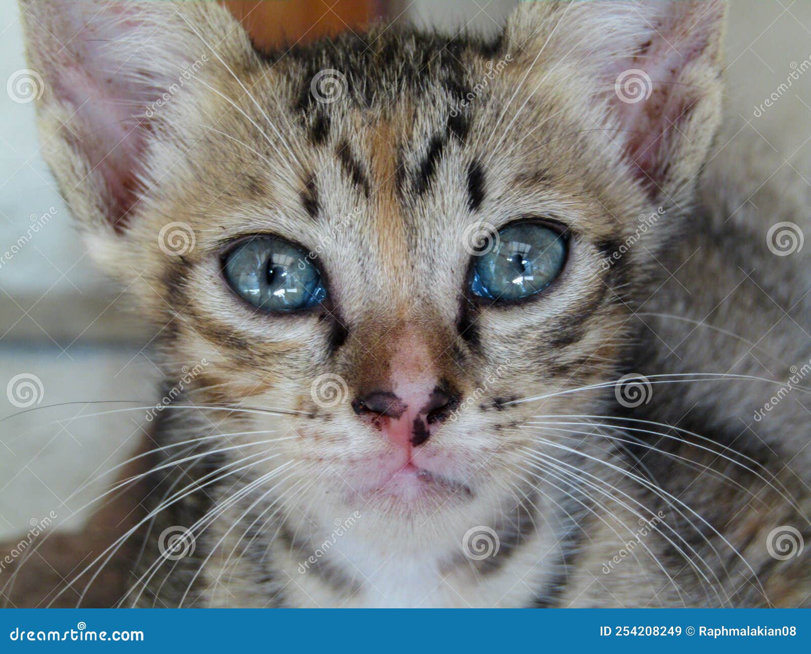 The Striped Cat is Looking at the Camera. Kitten with Sharp Eyes ...