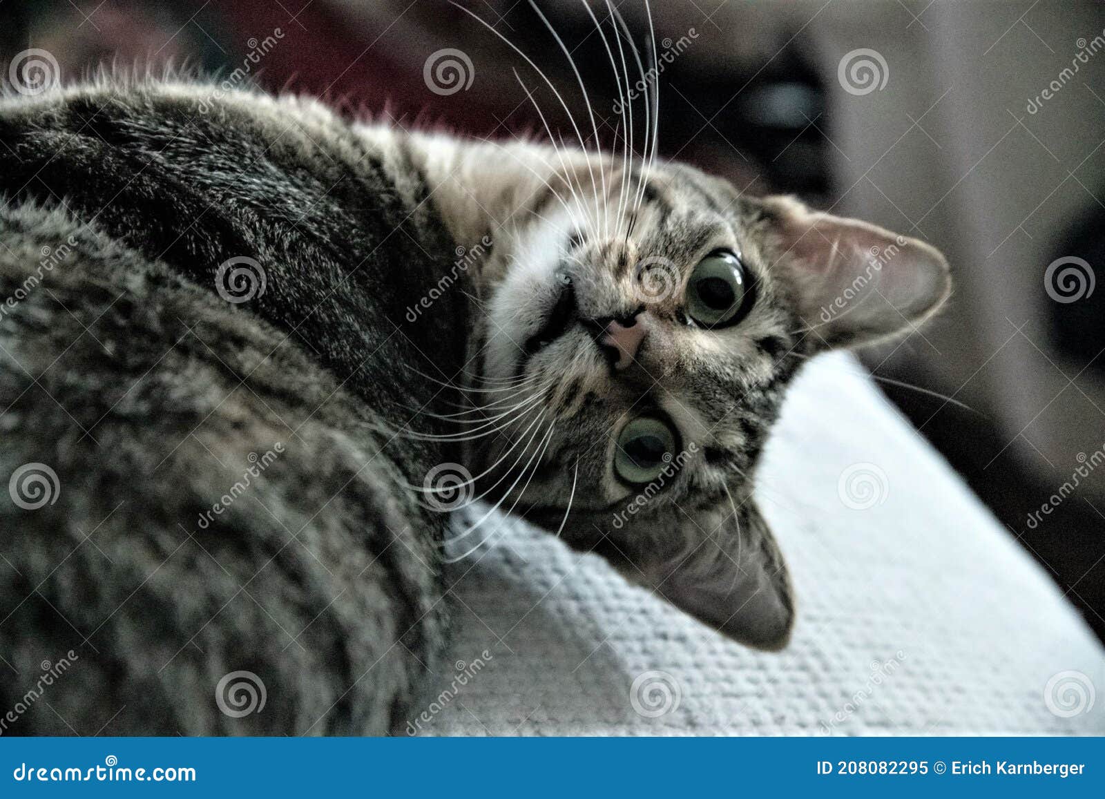 Cat Looking Backwards Over Its Shoulder Stock Image - Image of white ...