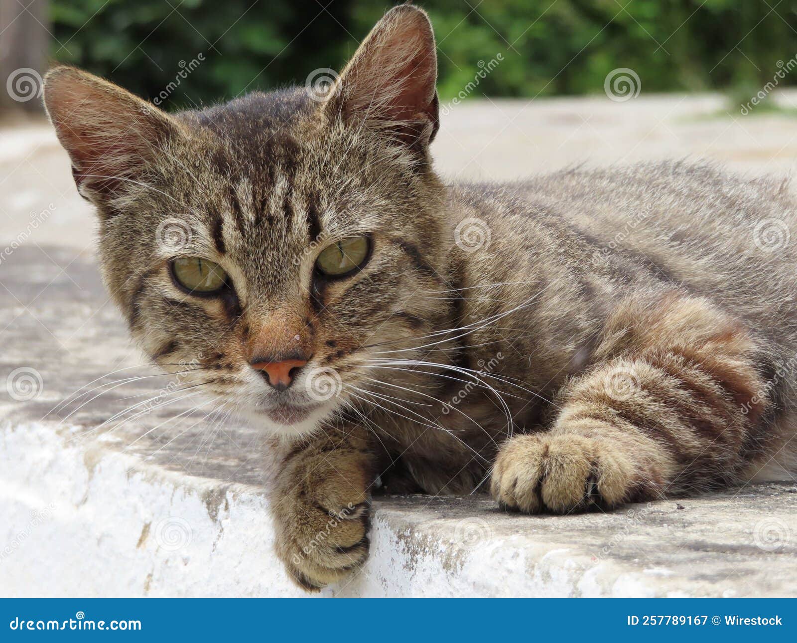 Striped Cat Lying on the Ground Stock Image - Image of beautiful ...