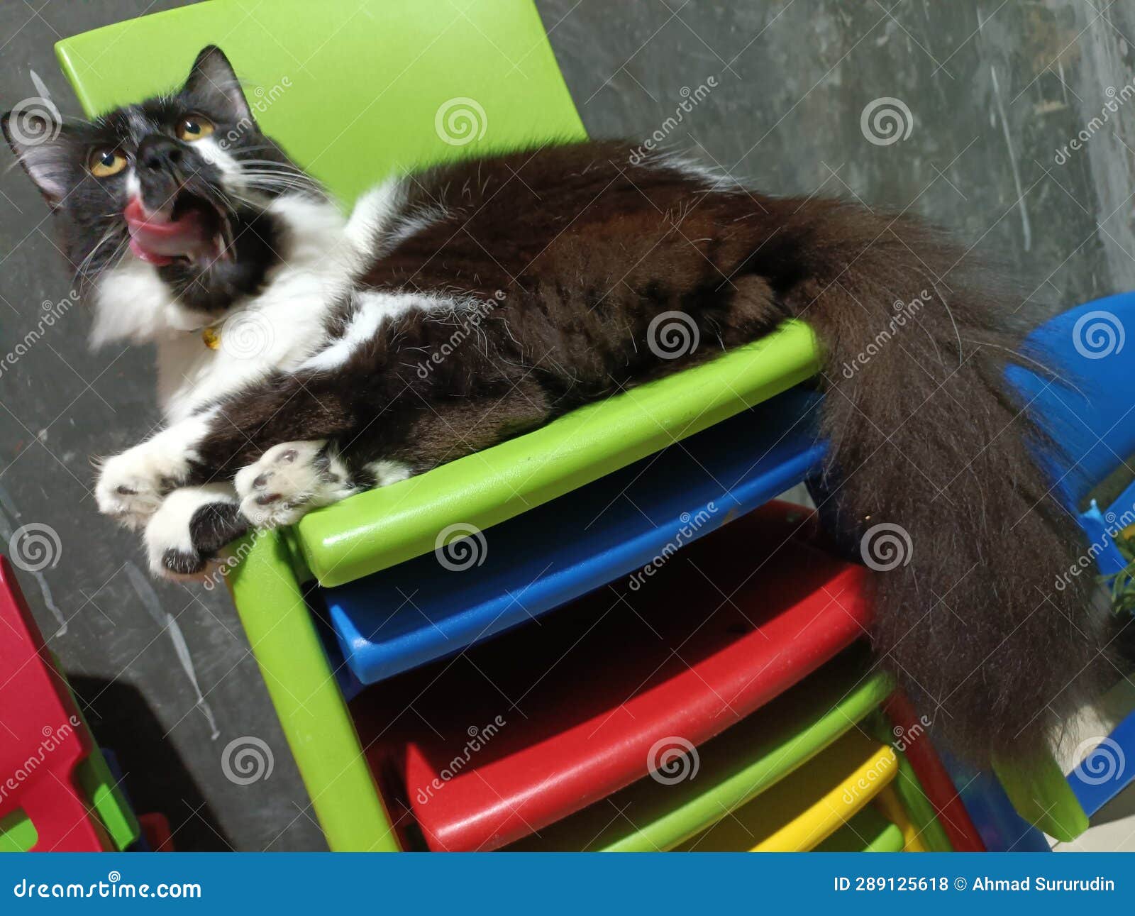 Striped Cat that Makes Fun, Posing on a Pile of Chairs Stock Photo ...