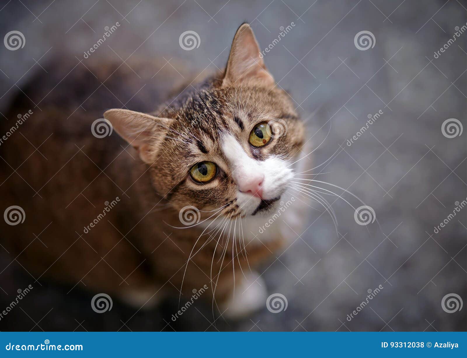 Striped Cat Photographed from Above Stock Photo - Image of pedigreed ...