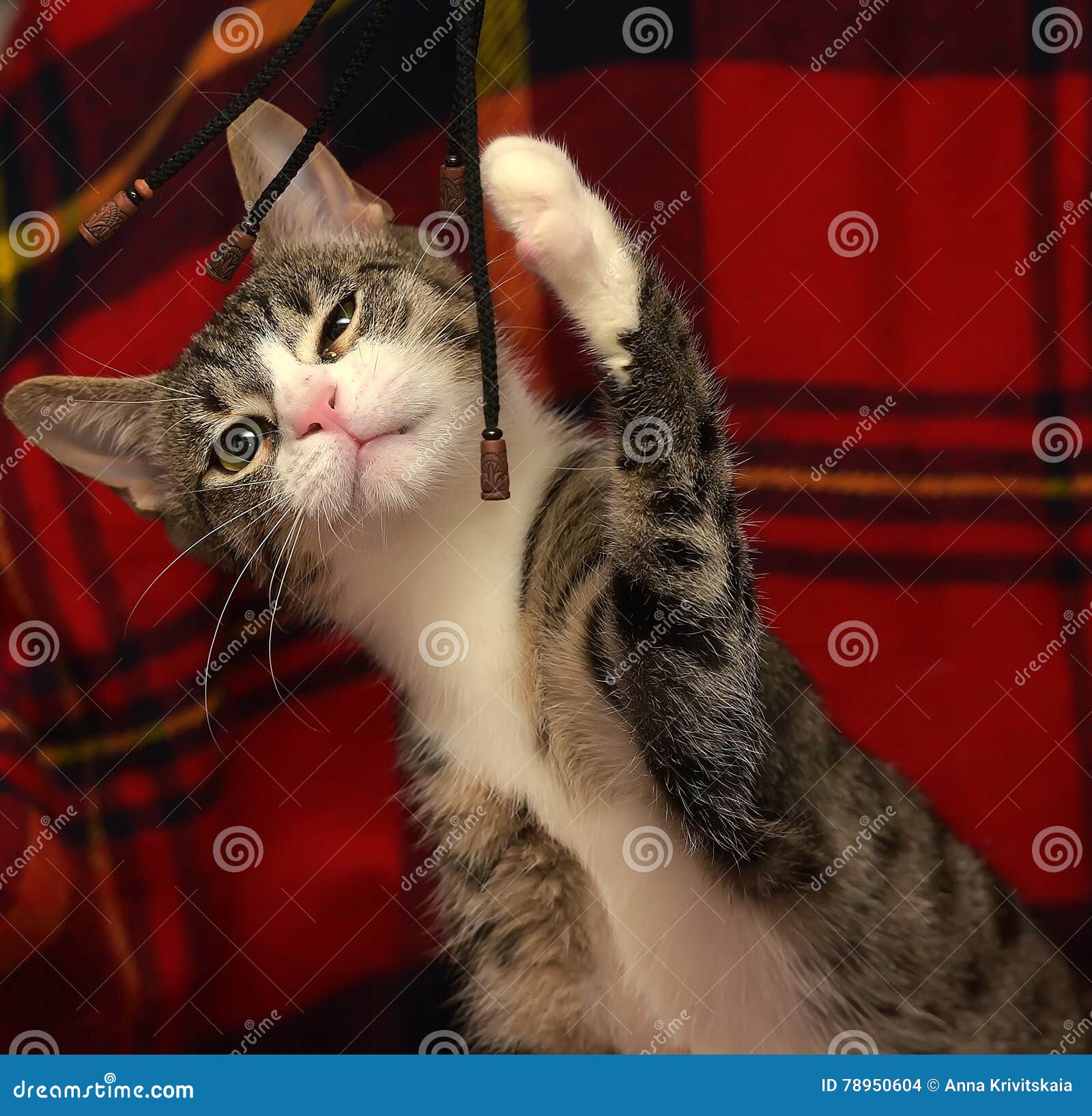 Striped Cat Playing Catch on a Red Checkered Background Stock Photo ...