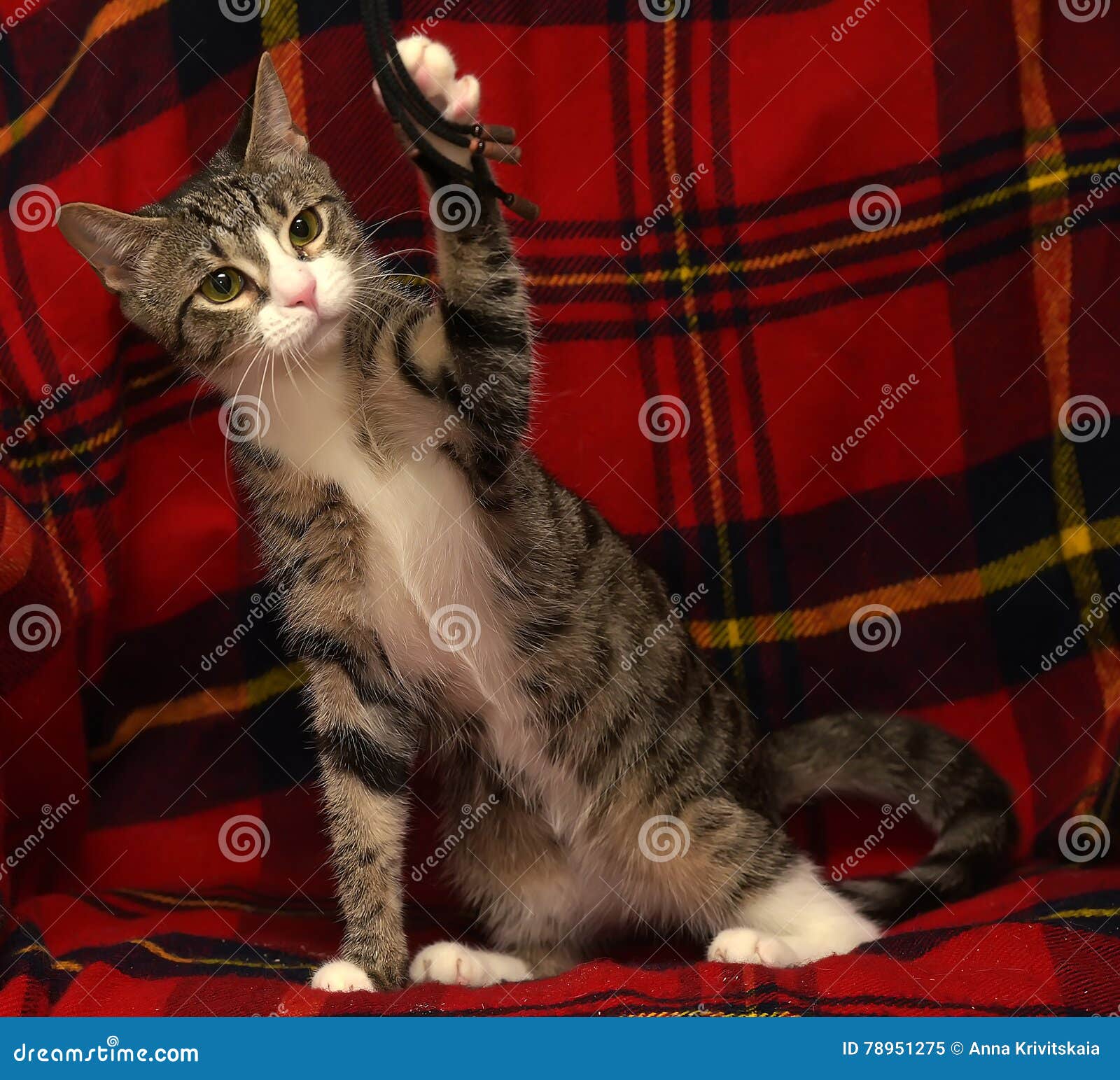 Striped Cat Playing Catch on a Red Checkered Background Stock Image ...