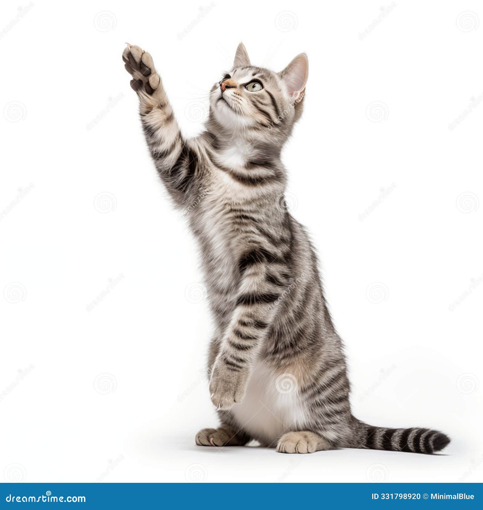 Striped Cat Reaching Up with Paw on White Background Stock Illustration ...