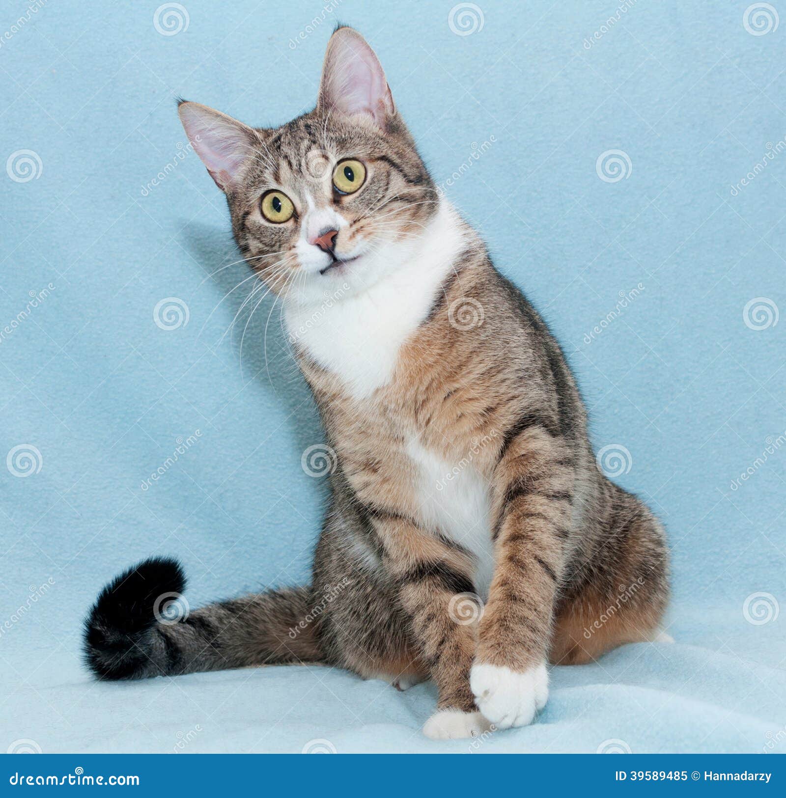 Striped Cat Sitting on Blue Stock Image - Image of domestic, soft: 39589485