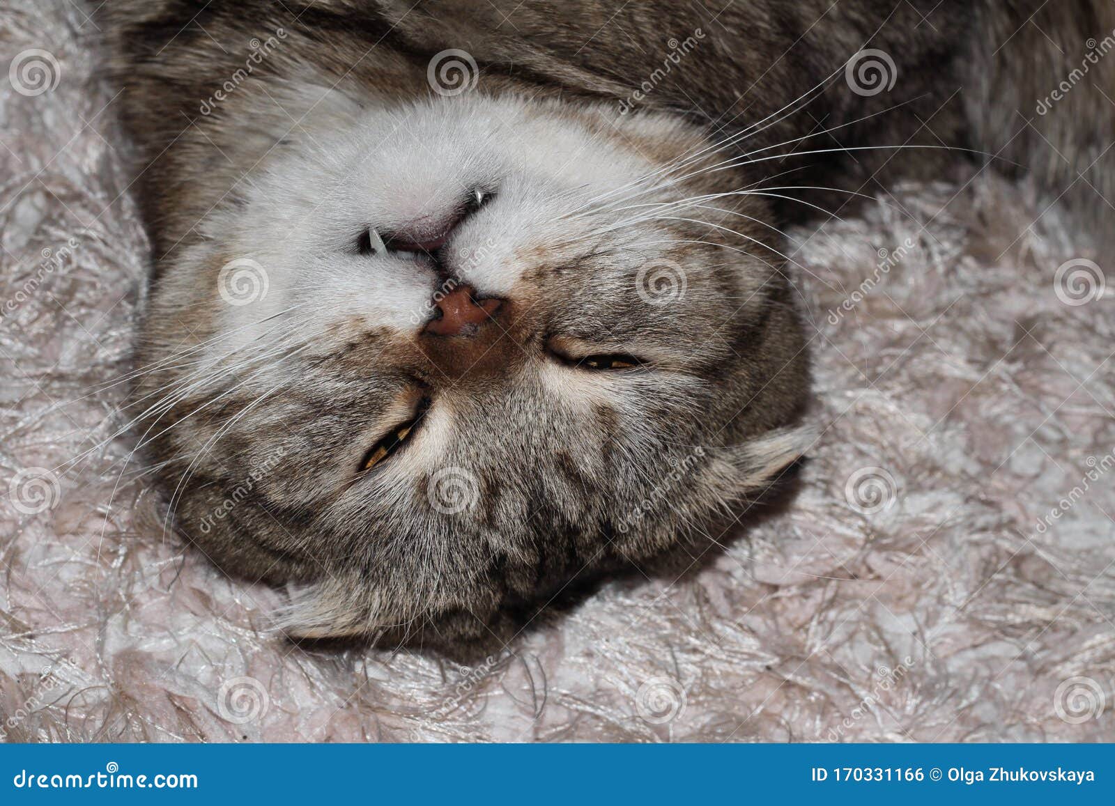 Striped Cat Sleeping on His Back Stock Photo - Image of animal, teeth ...