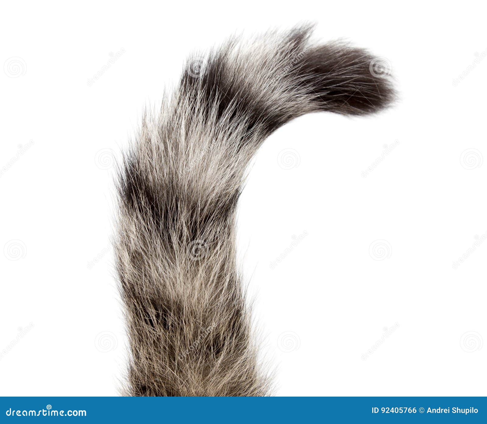 Striped Cat Tail on White Background Stock Photo - Image of animal ...