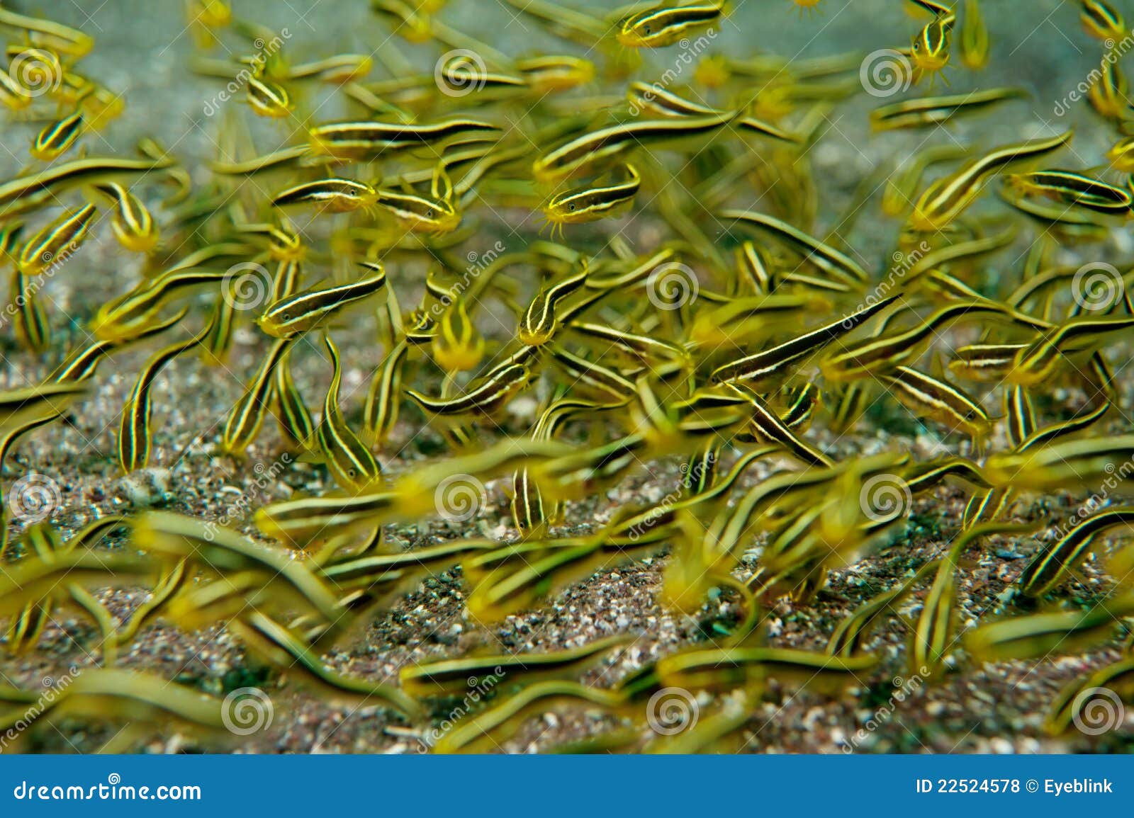 Striped catfish stock photo. Image of fishery, danger - 22524578
