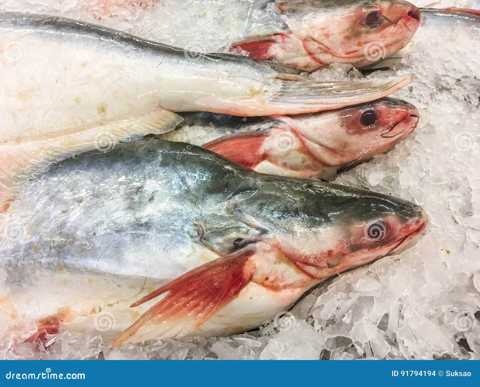 Striped Catfish in ice stock photo. Image of protein - 91794194