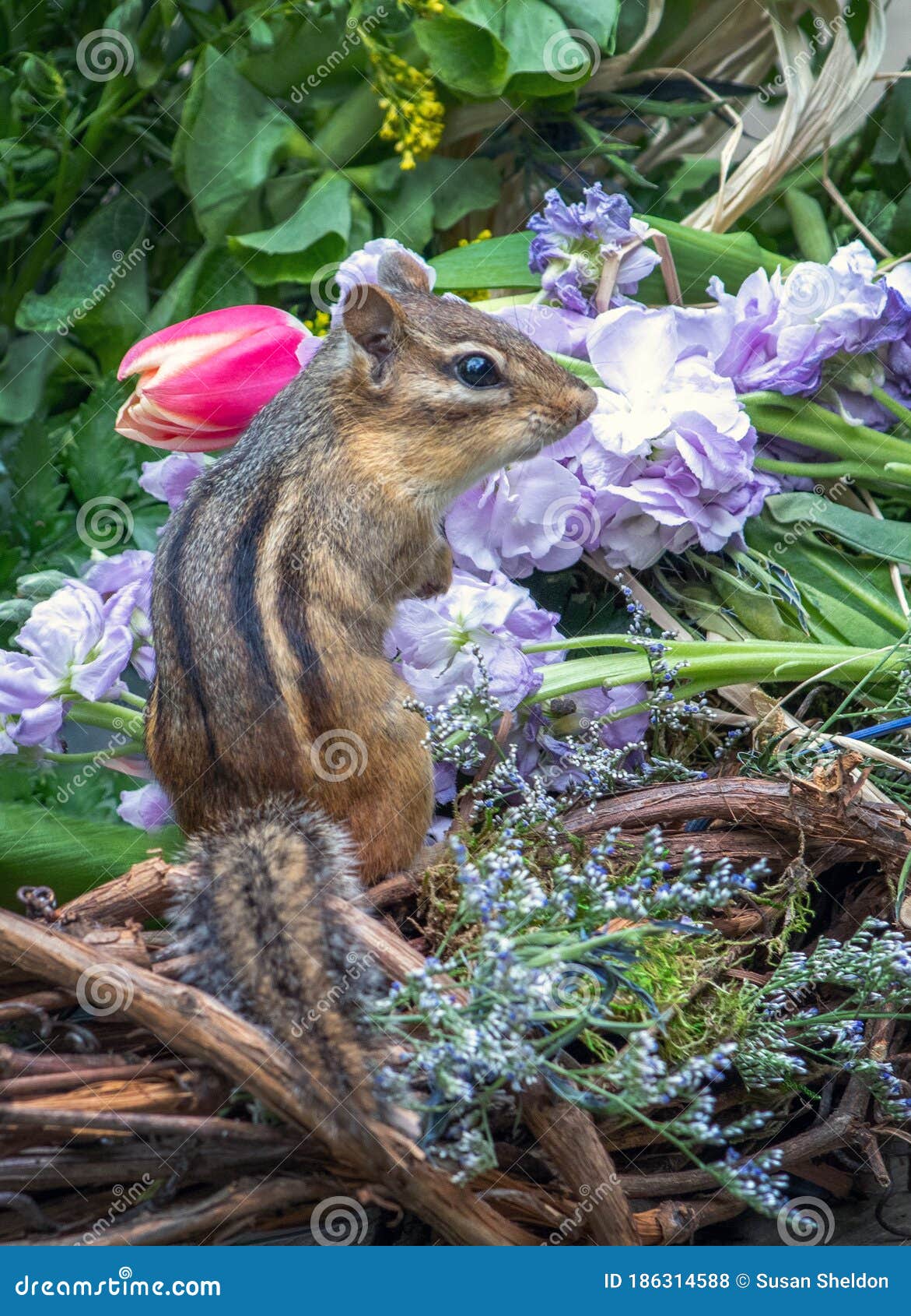 Striped Chipmunk in Garden Flowers Stock Photo - Image of park, natural ...