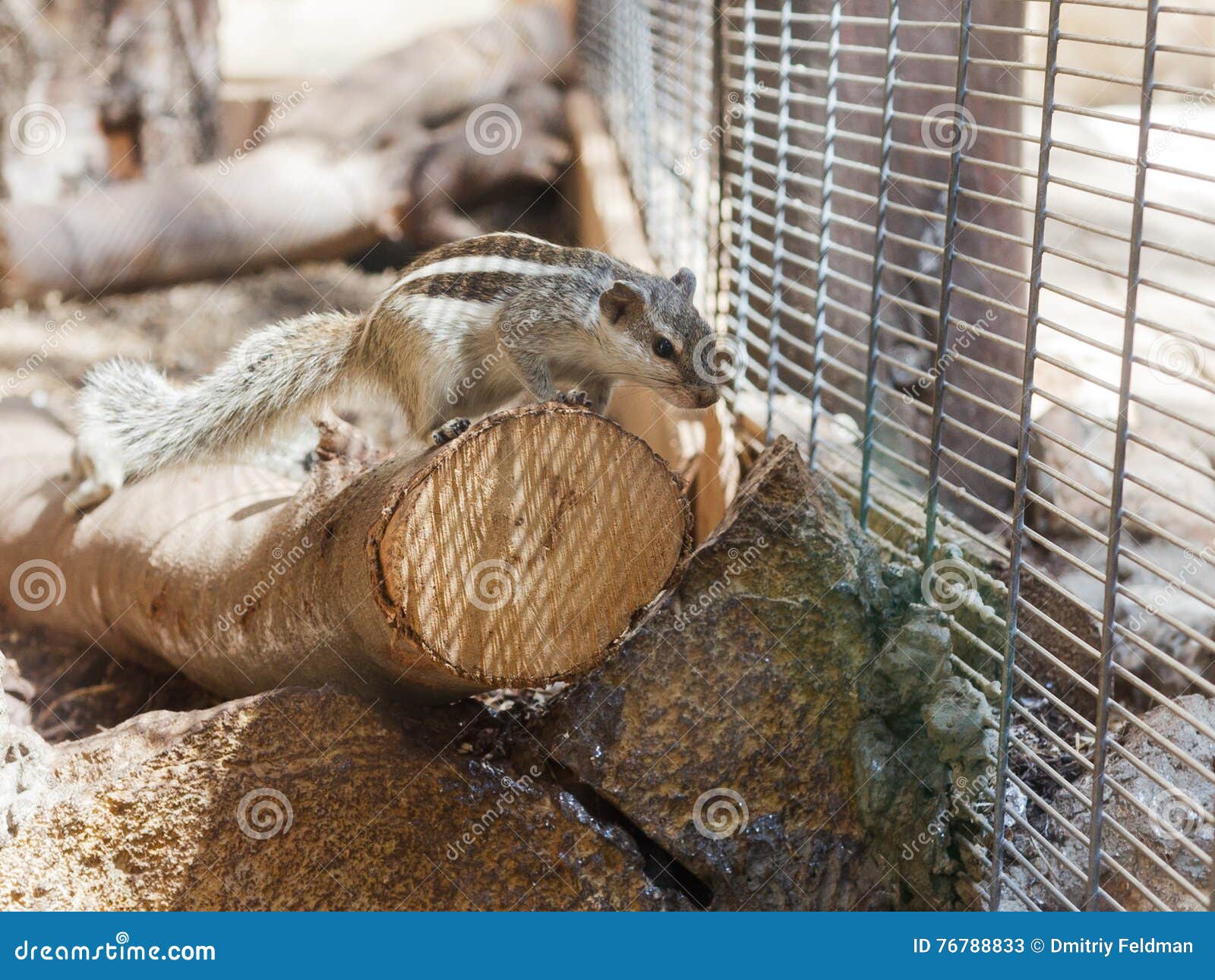 Striped Chipmunk Sitting on a Log Stock Image - Image of hungry ...