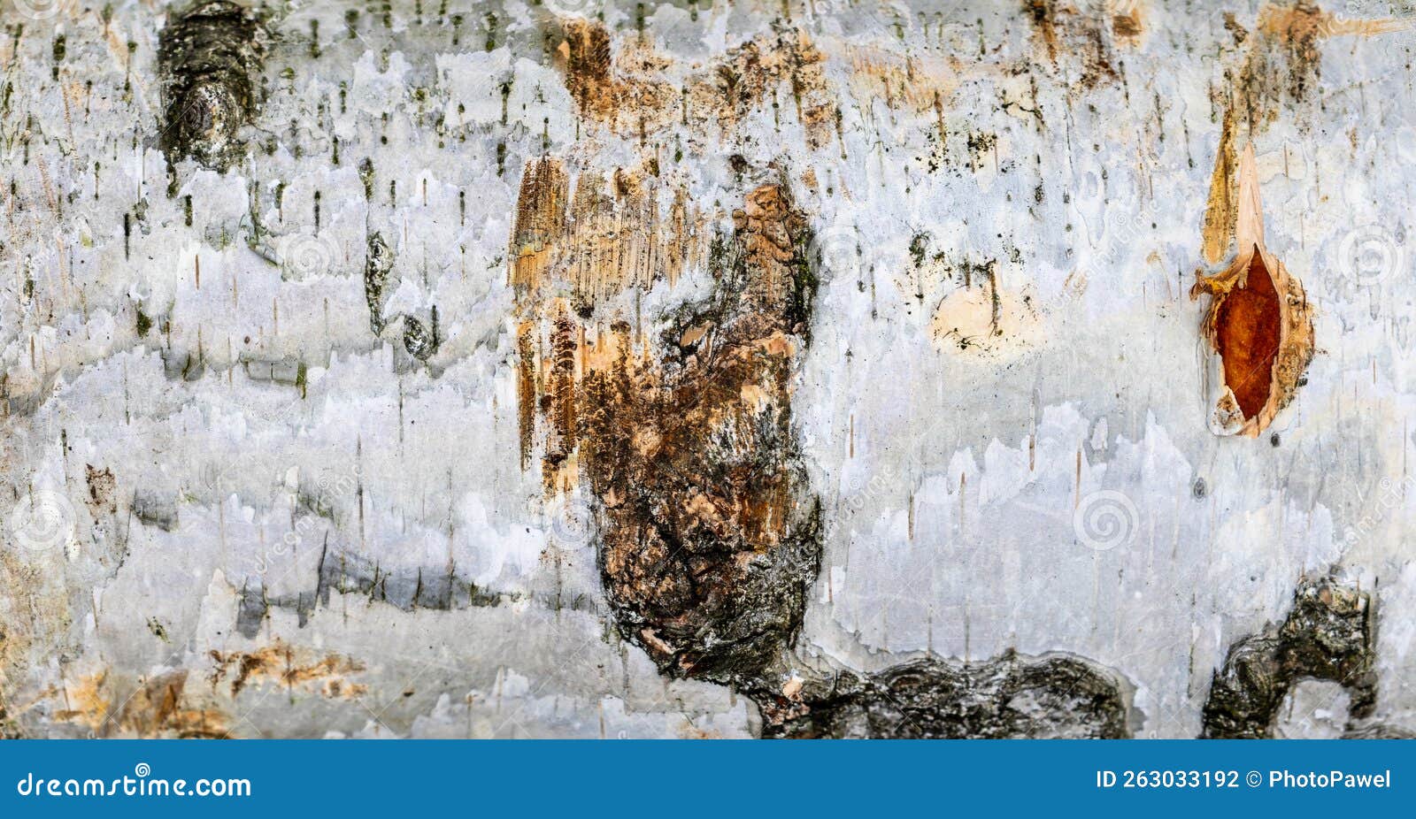 Striped and Cracked Natural Birch Bark. Birch Tree Wood Texture. Birch ...