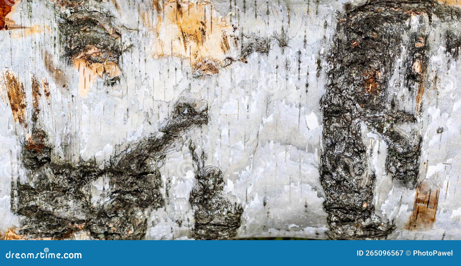 Striped and Cracked Natural Birch Bark. Birch Tree Wood Texture. Birch ...