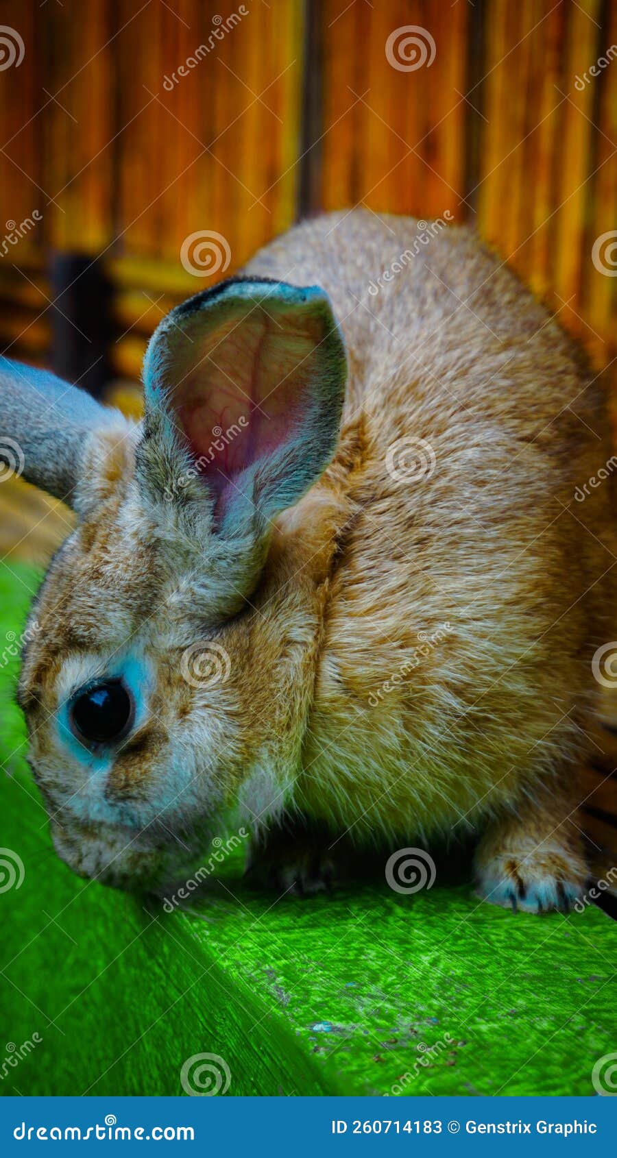 A Striped Cream Colored Rabbit with a Small and Petite Body Stock Image ...
