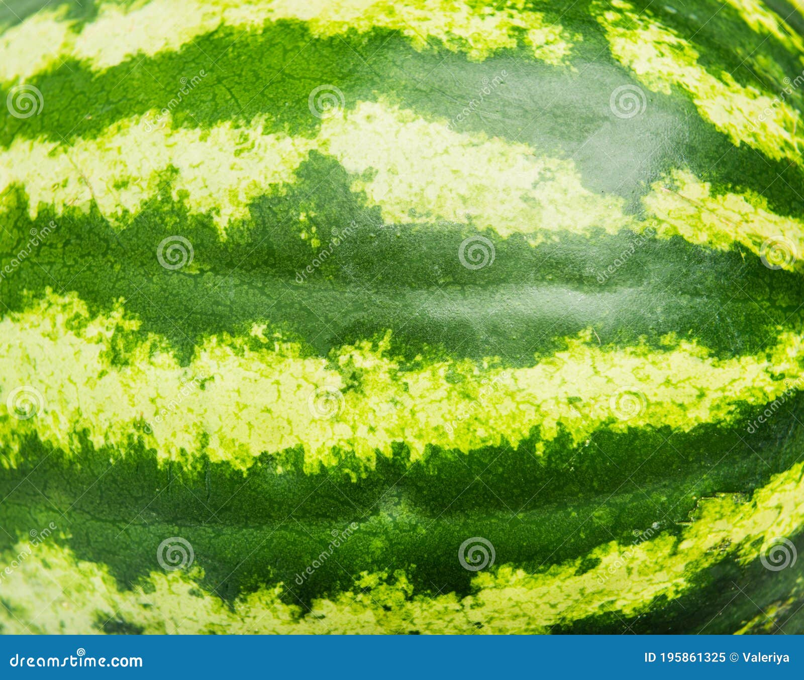 Striped Crust of Watermelon Stock Image - Image of crust, peel: 195861325