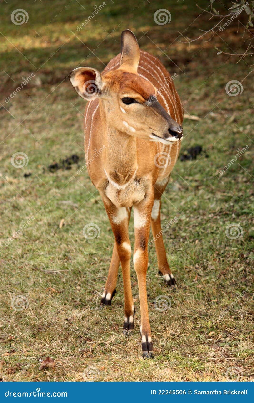 Striped Deer stock photo. Image of animal, wildlife, eyes - 22246506
