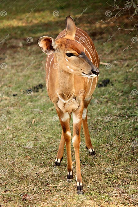 Striped Deer stock photo. Image of animal, wildlife, eyes - 22246506
