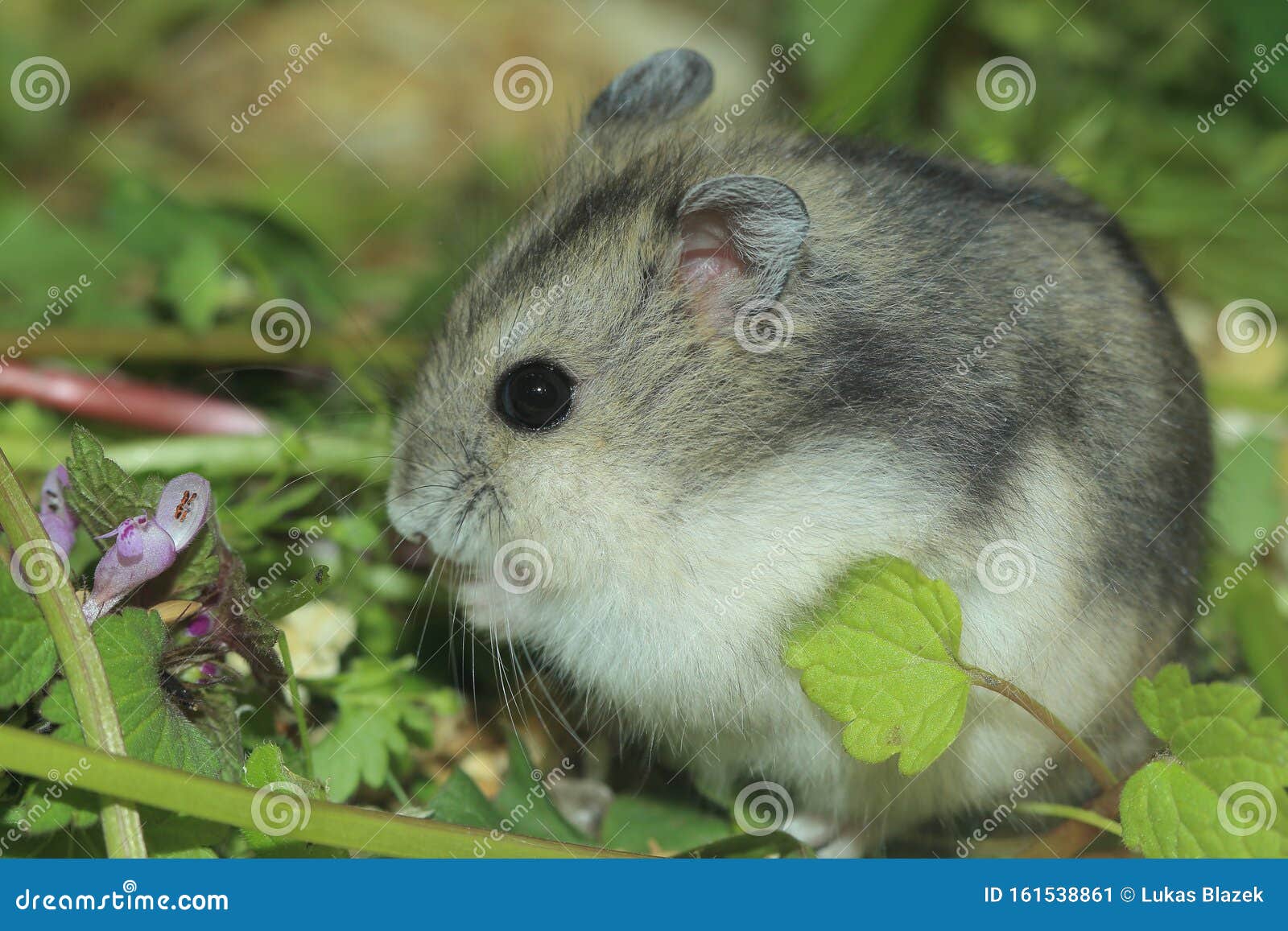 Striped Desert Dwarf Hamster Stock Image - Image of animal, djungarian ...